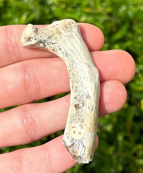 Texas Miocene Fossil Synthetoceras Rib Three Horned Deer Protoceratid
