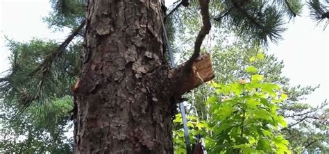 How To Easily Prune Larger Branches On Trees Gardening WonderHowTo