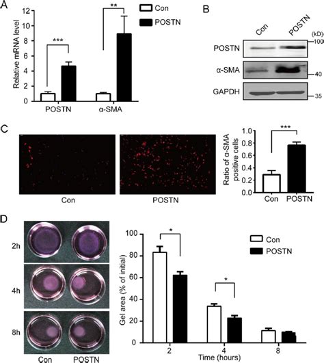 Postn Promotes Adventitial Fibroblast Activation And Contraction Mrna Download Scientific