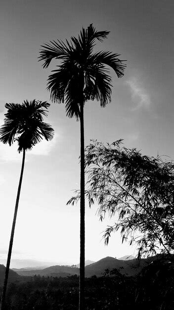 Premium Photo Black White Picture Vertically Betel Nut Dark Sky Above View High Tree Landscape