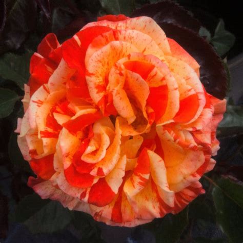 Oranges And Lemons Floribunda Bush Rose £1575 Eastcroft Roses
