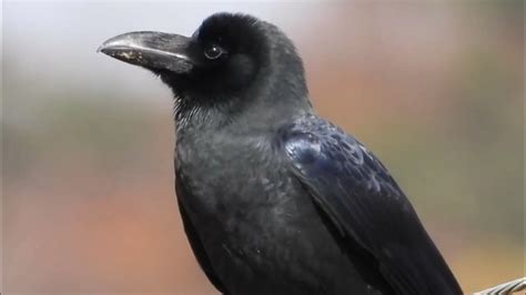 큰부리까마귀 소리 Youtube