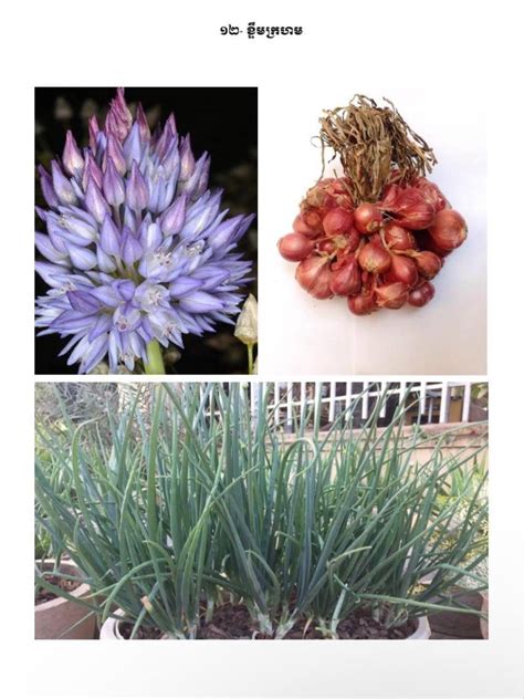 តោះ ចង់ ដឹង អត់ ថា ខ្ទឹមក្រហម មាន អត្ថប្រយោជន៍អ្វីខ្លះ នគរដ្រេហ្គន