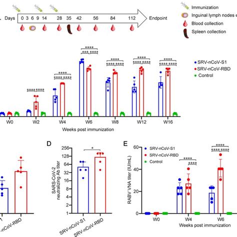 Inactivated Recombinant Viruses Induced Humoral Immunity To Rabv And