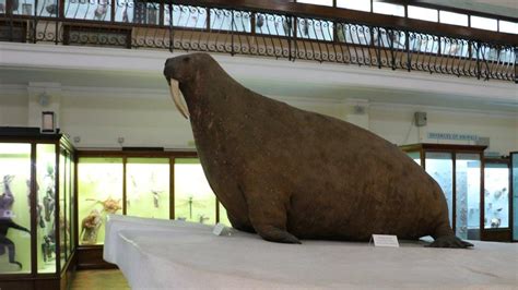 Horniman Museum Overstuffed Walrus Exhibit Closes For Renovation Bbc