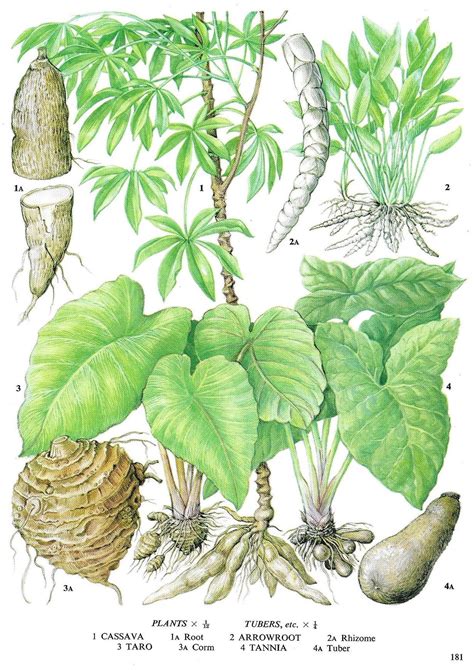 Cassava Taro Arrowroot Tannia Corm Tuber Rhizone Root Etsy