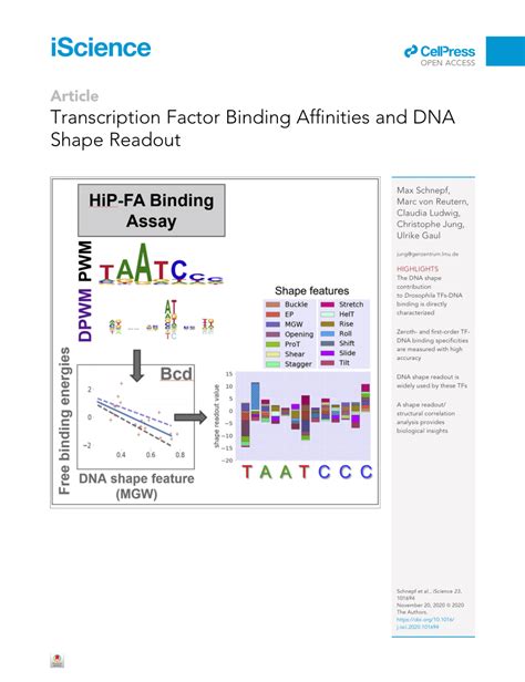 Pdf Transcription Factor Binding Affinities And Dna Shape Readout