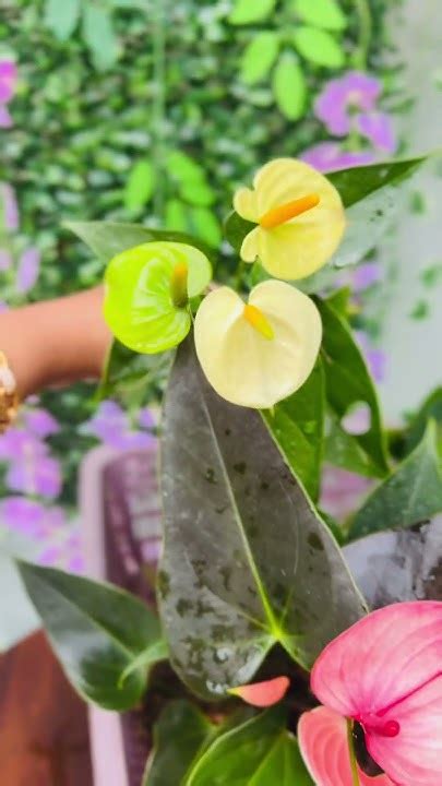 මල් එක්ක අඩුවට Youtube