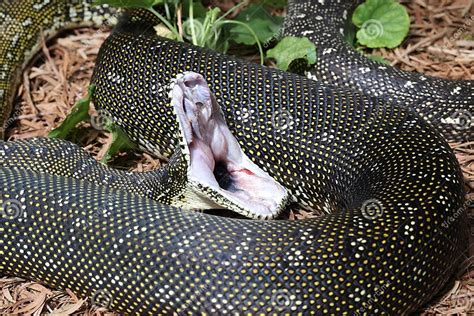 Diamond Python Re Aligning Jaws Stock Image Image Of Reptile