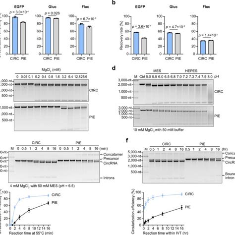 Pdf Self Splicing Rna Circularization Facilitated By Intact Group I And Ii Introns