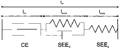 Schematic Representation Of The Arrangement Of The Contractile Element Download Scientific