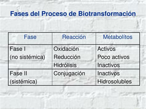 Ppt Biotransformación Powerpoint Presentation Free Download Id3895559