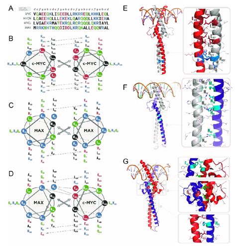 A Sequence Alignment Of The Lz Of Myc Mycl Mycn And Max With Download Scientific Diagram