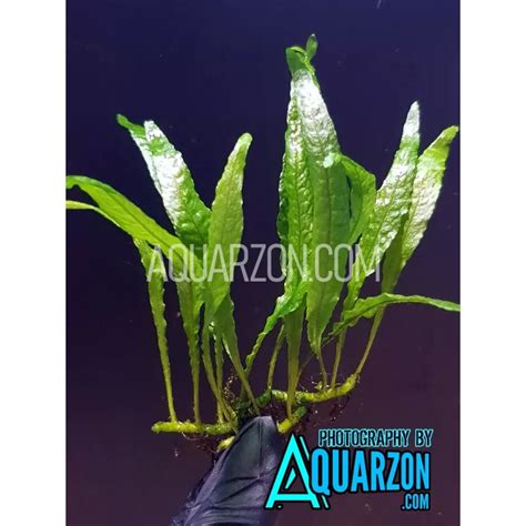 Uncommon Mini Java Fern Microsorum Pteropus Sp Mini