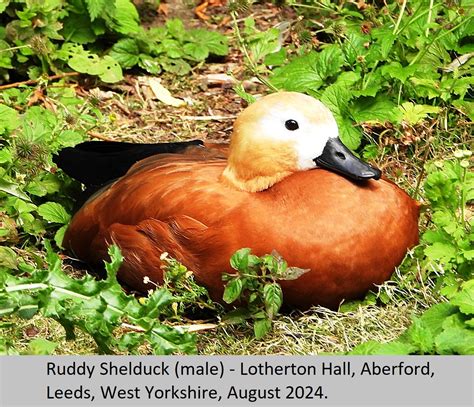 Ruddy Shelduck