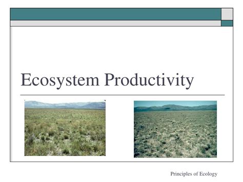 Ppt Ecosystem Productivity Powerpoint Presentation Free Download Id 1585533