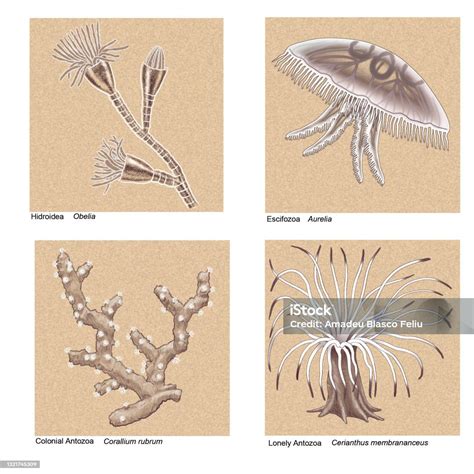 Phylum Coelenterata Examples Aurelia