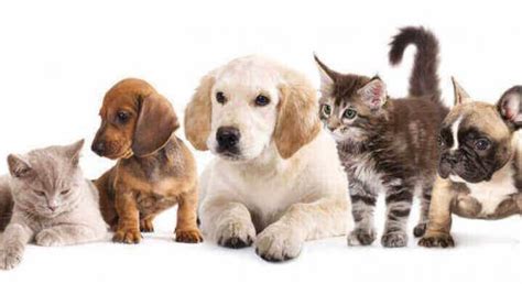 Клички на букву Б для собак и кошек красивые имена для мальчиков и девочек