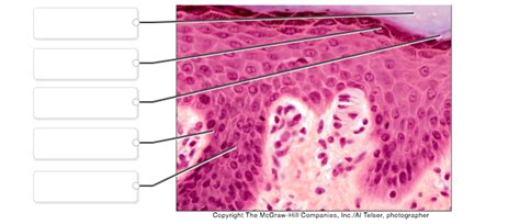 Layers Of Epidermis Slide View Diagram Quizlet