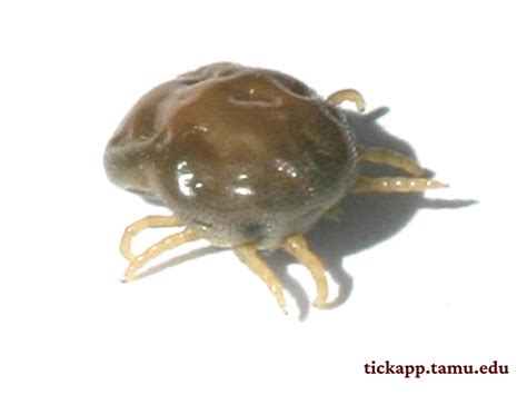 Spinose Ear Tick The Tick App