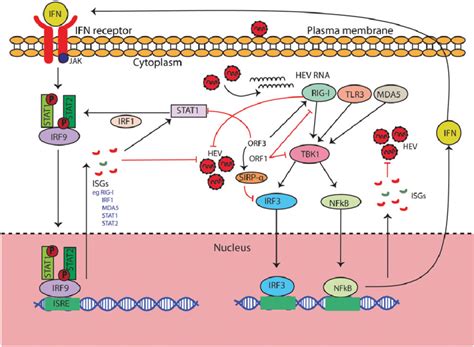 Interferon Gamma Function At Dennis Aguayo Blog