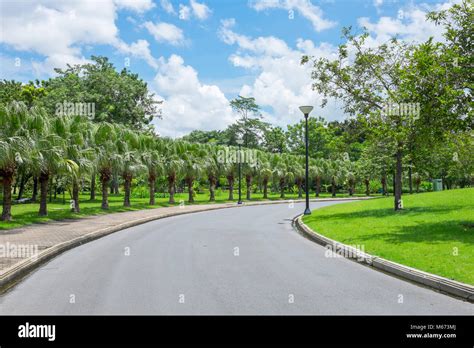 Palm Tree Along Side The Road In The Park Stock Photo Alamy