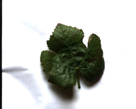 Leaves Instance Segmentation Dataset By Leaves