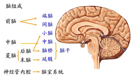 课程门户 章节详情