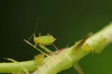 Aphid Sp Bugguide Net