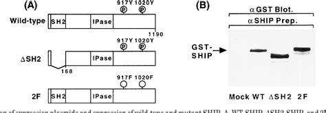 figure 1 from role of the src homology 2 sh2 domain and c terminus