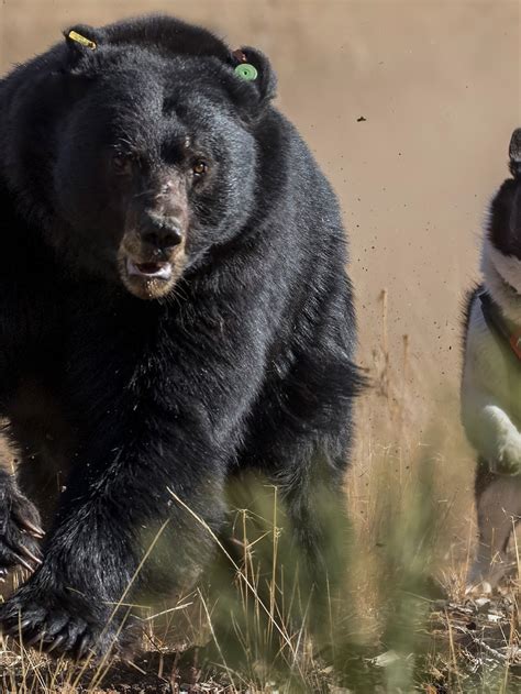 What Dogs Are Bred To Kill Bears