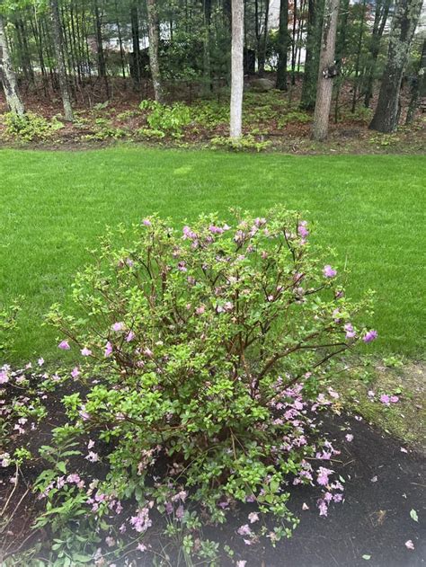 Overgrown Azalea Pruning R Gardening