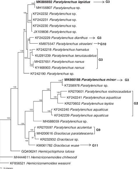 Bayesian 10001st Tree Inferred From 28s Under Gtrg Model Download Scientific Diagram
