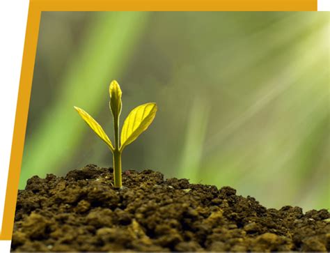 Tree And Shrub Fertilization Services