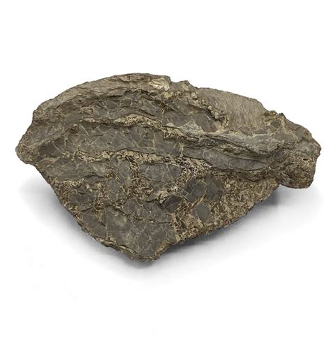 Fossils For Sale Fossils Pteranodon Pterosaur Bone From