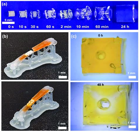 Swelling Behavior Of Pegda Hydrogels At Different Scale And Shape Download Scientific Diagram