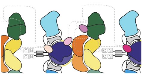Unlocking Secrets Of Polyketide Synthase Assembly Lines Research Communities By Springer Nature
