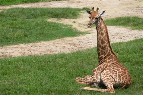 Giraffe On Green Grass Stock Image Image Of Copy Outdoors 375355529