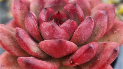 다져지고 묵어지는 다육가성비짱다육 화분채배송 010 7635 3562택배문자주문 콩나물다육 Youtube