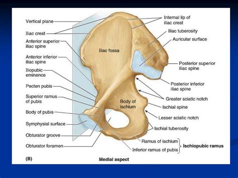 Hip Femur Anatomy Drsabreen Mahmoud