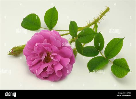 Cabbage Rose Provence Rose Rosa X Centifolia Variety Muscosa Rubra