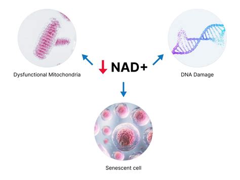 Nad Precursors