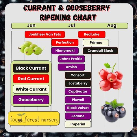 Currant And Gooseberry Growing Guide Food Forest Nursery