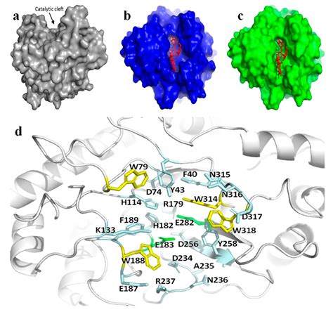 Expression Characterization And Structure Analysis Of A New Gh26 Endo