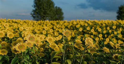 구름 낀 푸른 하늘 아래 해바라기가 만발한 들판 사진 Unsplash의 꽃 이미지