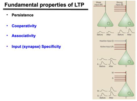 Ltp Ltd And Nmda Receptors Flashcards Quizlet