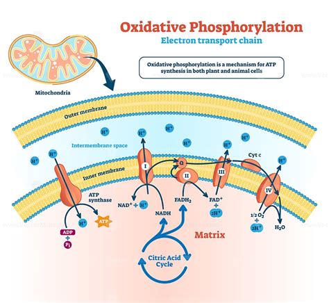 Oxidative Phosphorylation Vector Illustration Vectormine