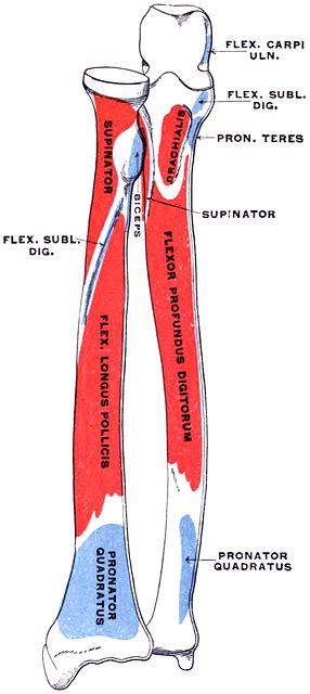 Radius Bone Muscle Attachments
