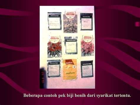 Tanaman Bunga Semusim Pengenalan Sejenis Tanaman Yang Mempunyai