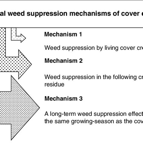 Potential Cover Crop Weed Interaction Mechanisms Source From Moonen Download Scientific